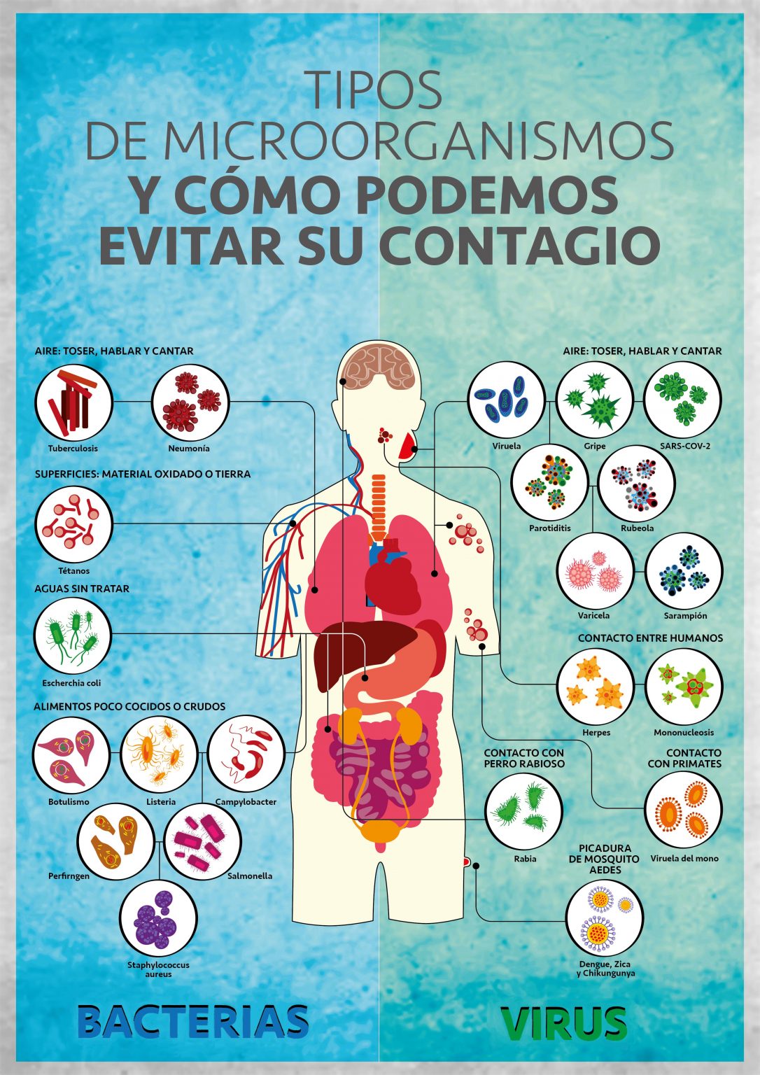 Conoce los tipos de microorganismos que existen y cómo podemos evitar ... Conoce los tipos de microorganismos que existen y cómo podemos evitar ...
