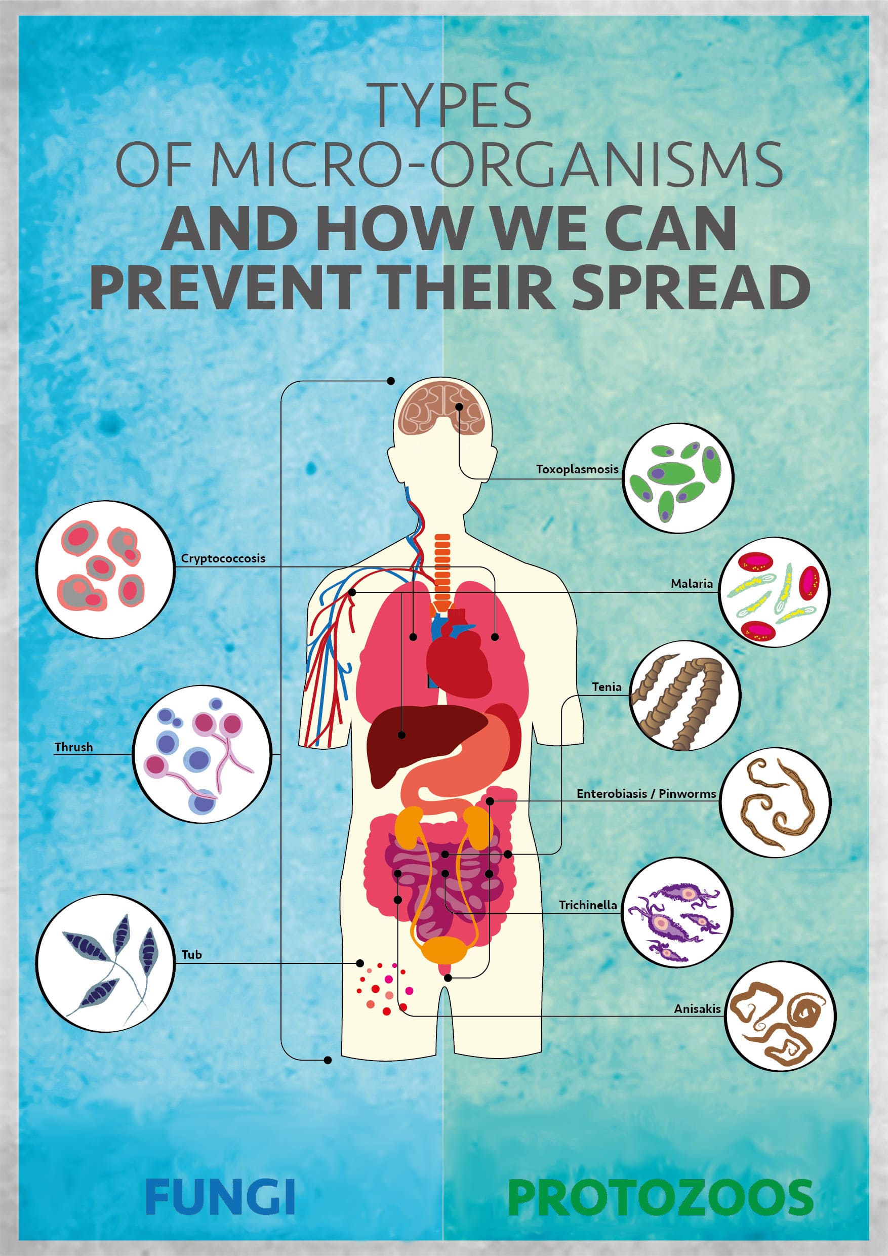Find out what types of micro-organisms exist and how we can prevent ...